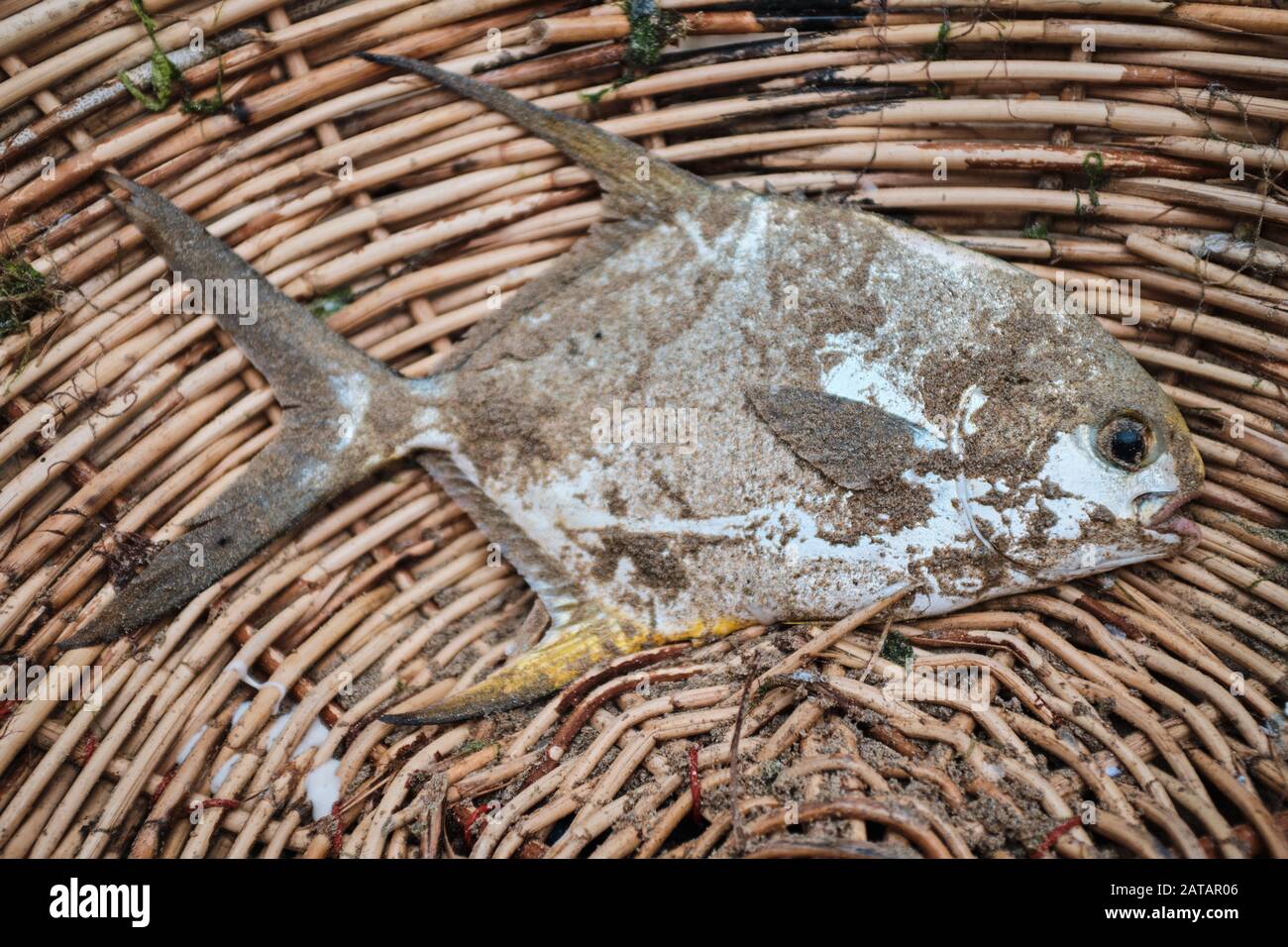 Fish is one of the most common sources of food, specially in towns next ...