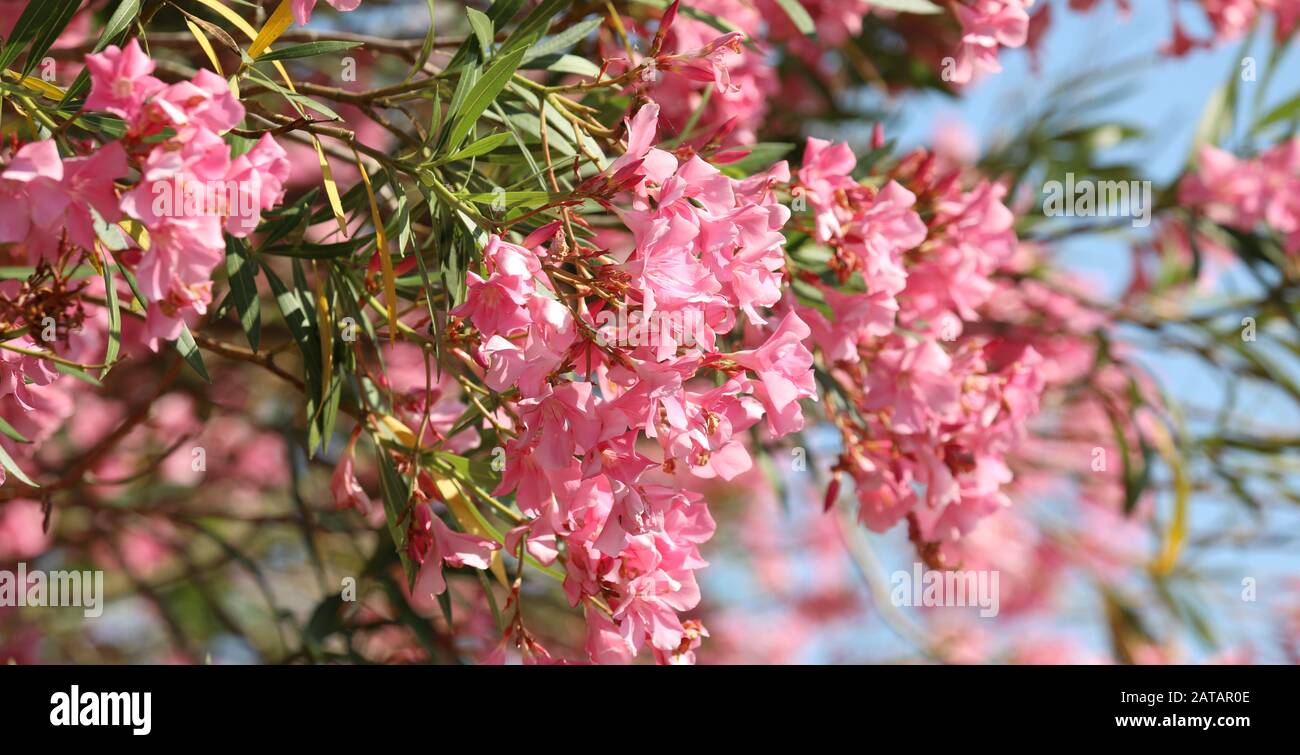 big plant with oleander flowers in summer Stock Photo - Alamy