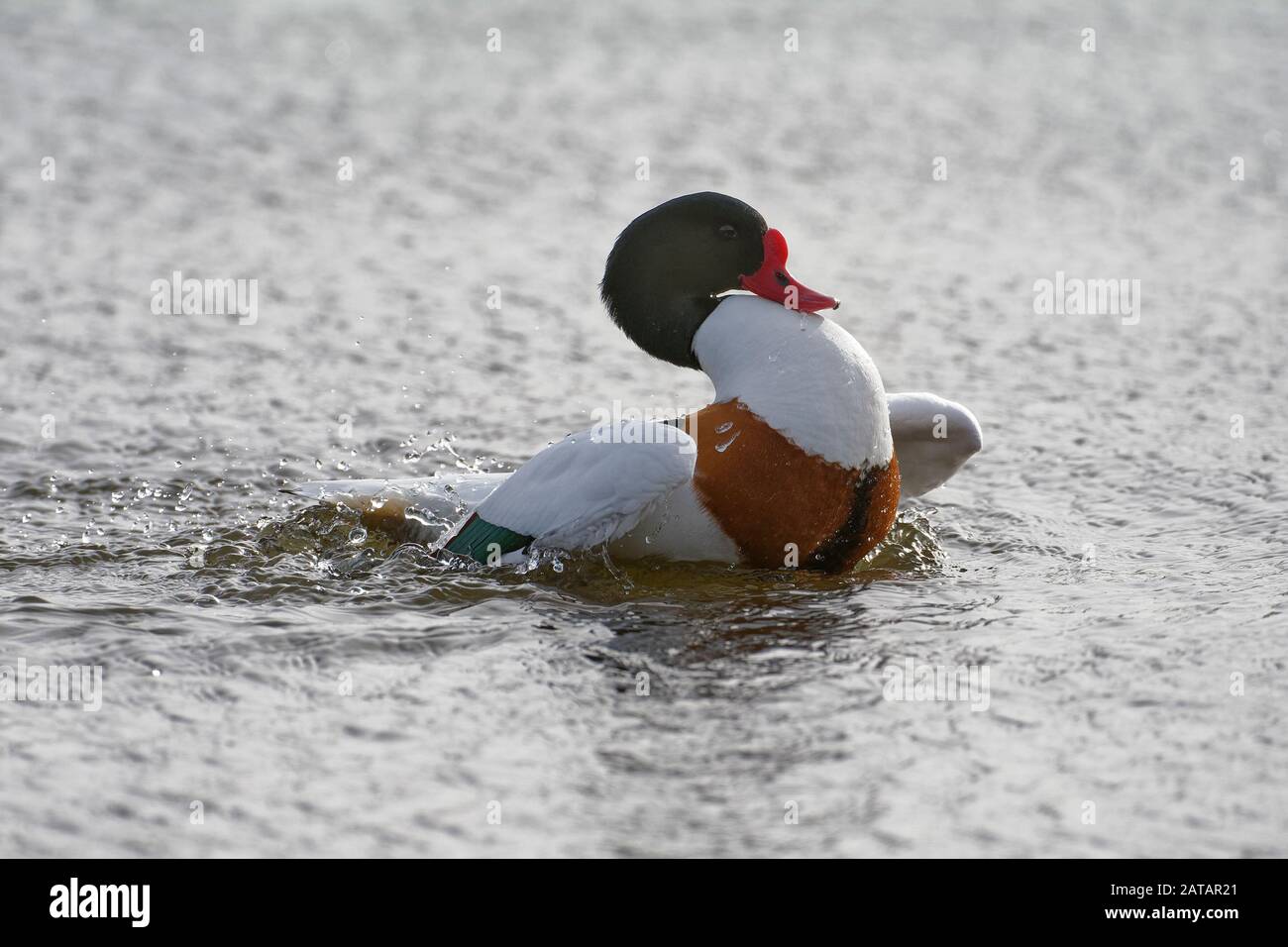 Common Shelduck Uk High Resolution Stock Photography and Images - Alamy