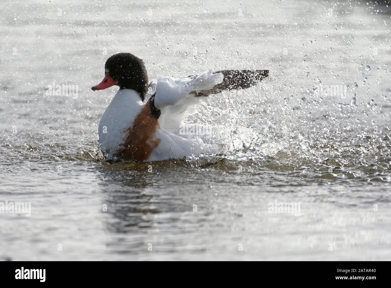 Common shelduck uk hi-res stock photography and images - Alamy