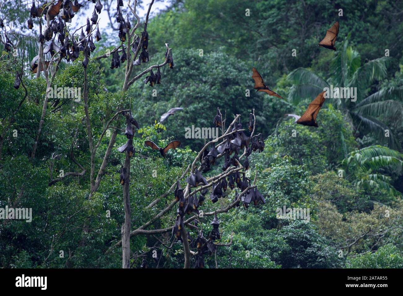 Bat Hanging From Tree Animal Wildlife High Resolution Stock Photography ...