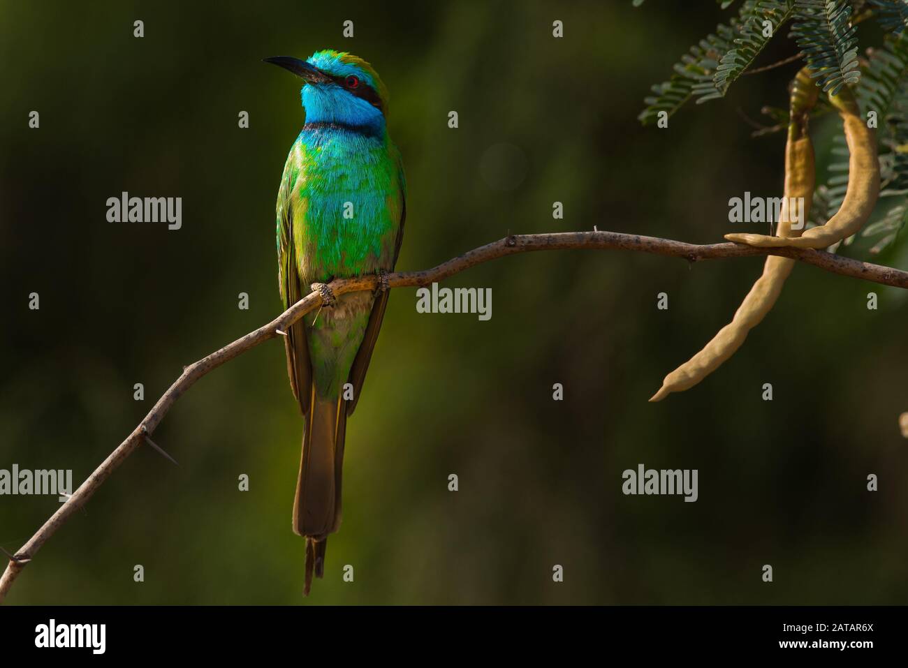 Taif saudi arabia couple hi-res stock photography and images - Alamy