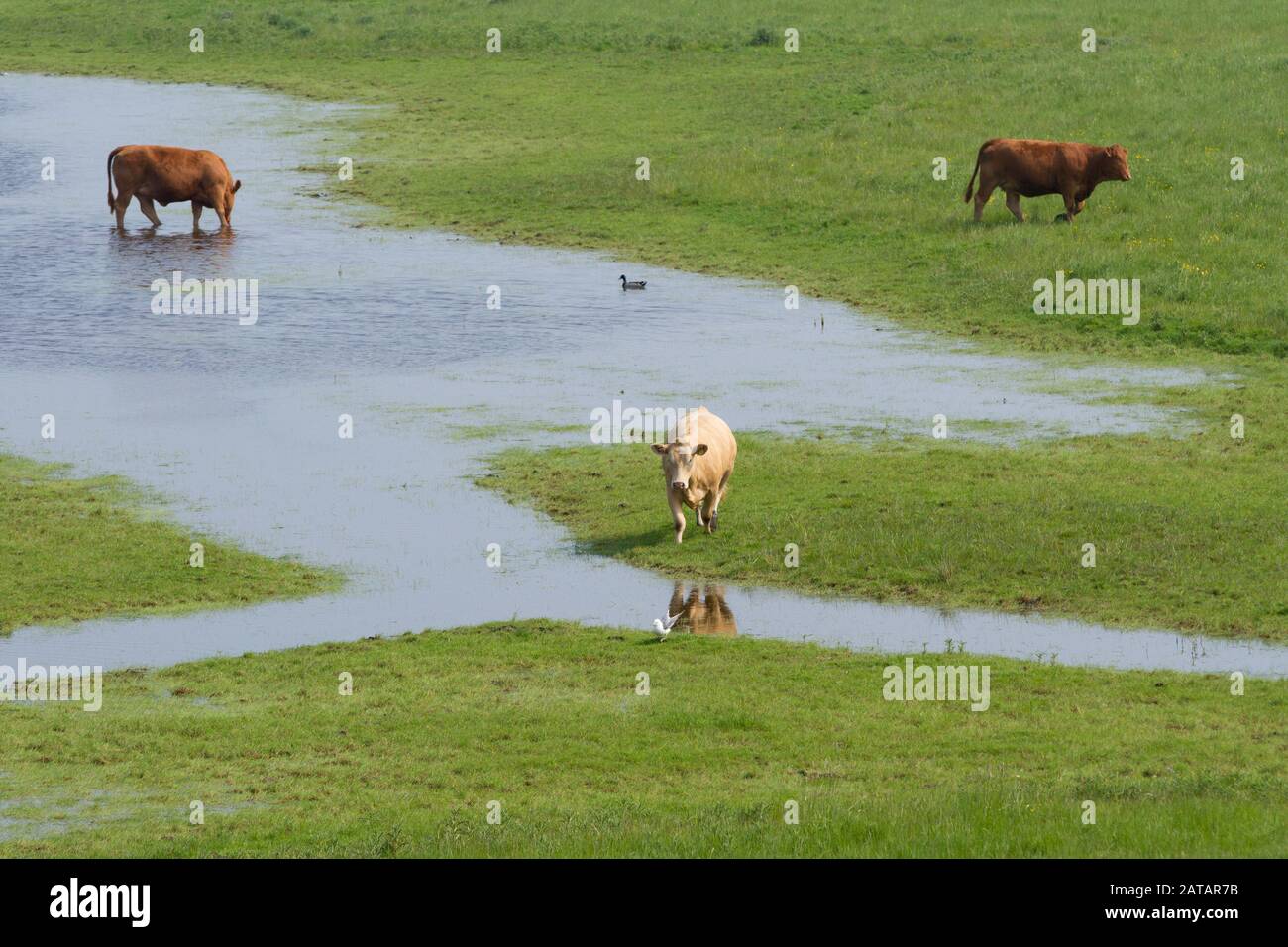 Rainfall agriculture animal hi-res stock photography and images - Alamy