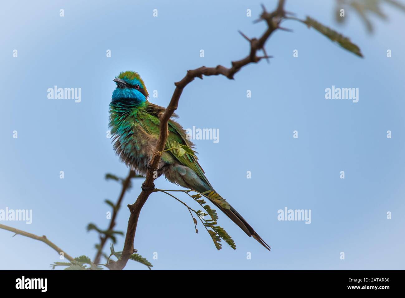 Arabian Green Bee-eater Stock Photo - Alamy