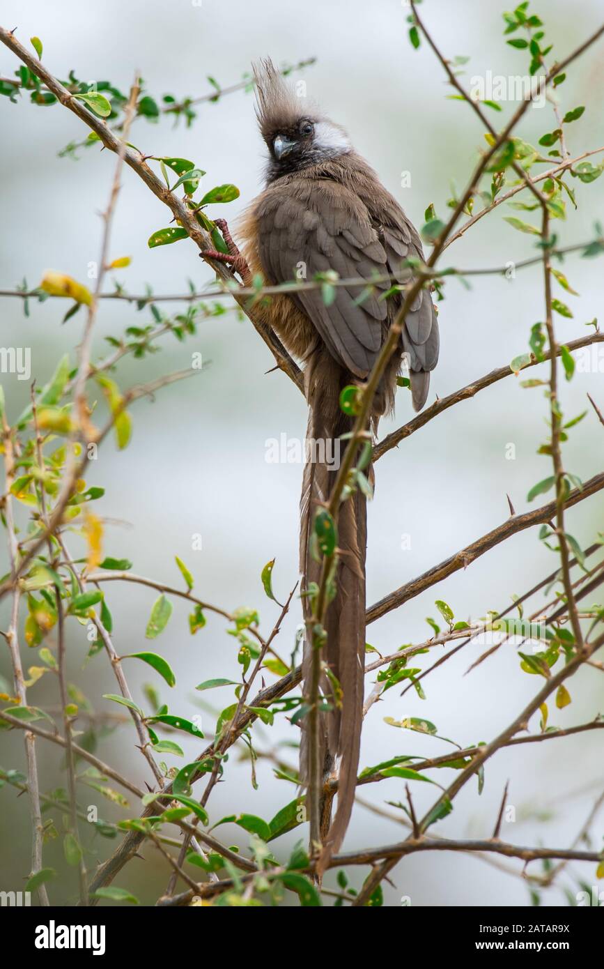African Speckled Mousebird or Colius striatus Amboseli Kenya Stock ...