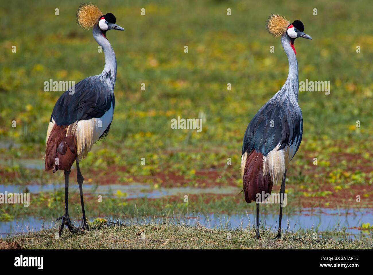 Grey Crowned Crane or African crowned crane Stock Photo - Alamy