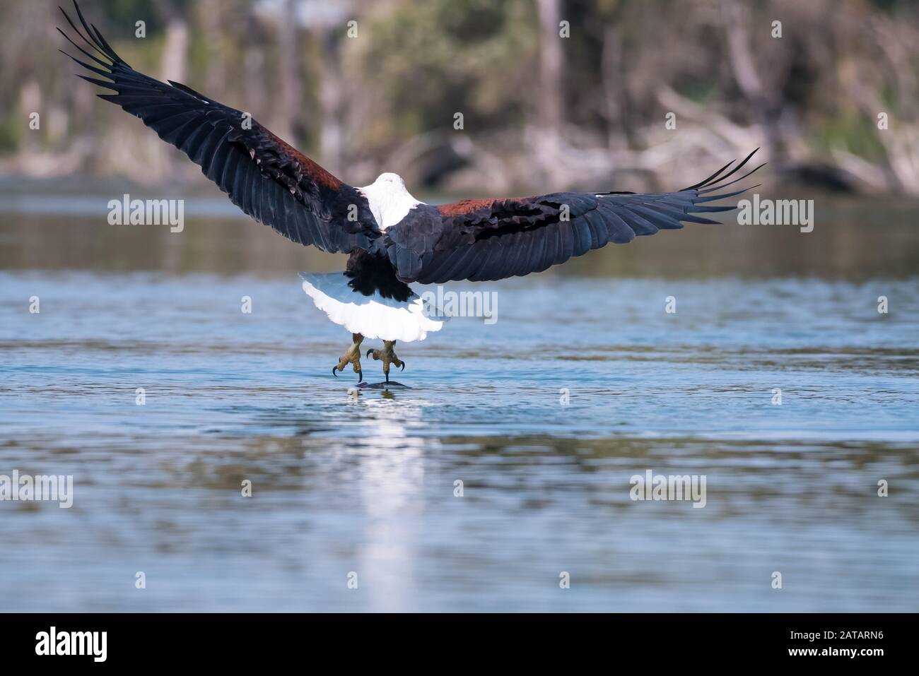 African Fish Eagle catching a fish, Naiwasha, Kenya Stock Photo - Alamy