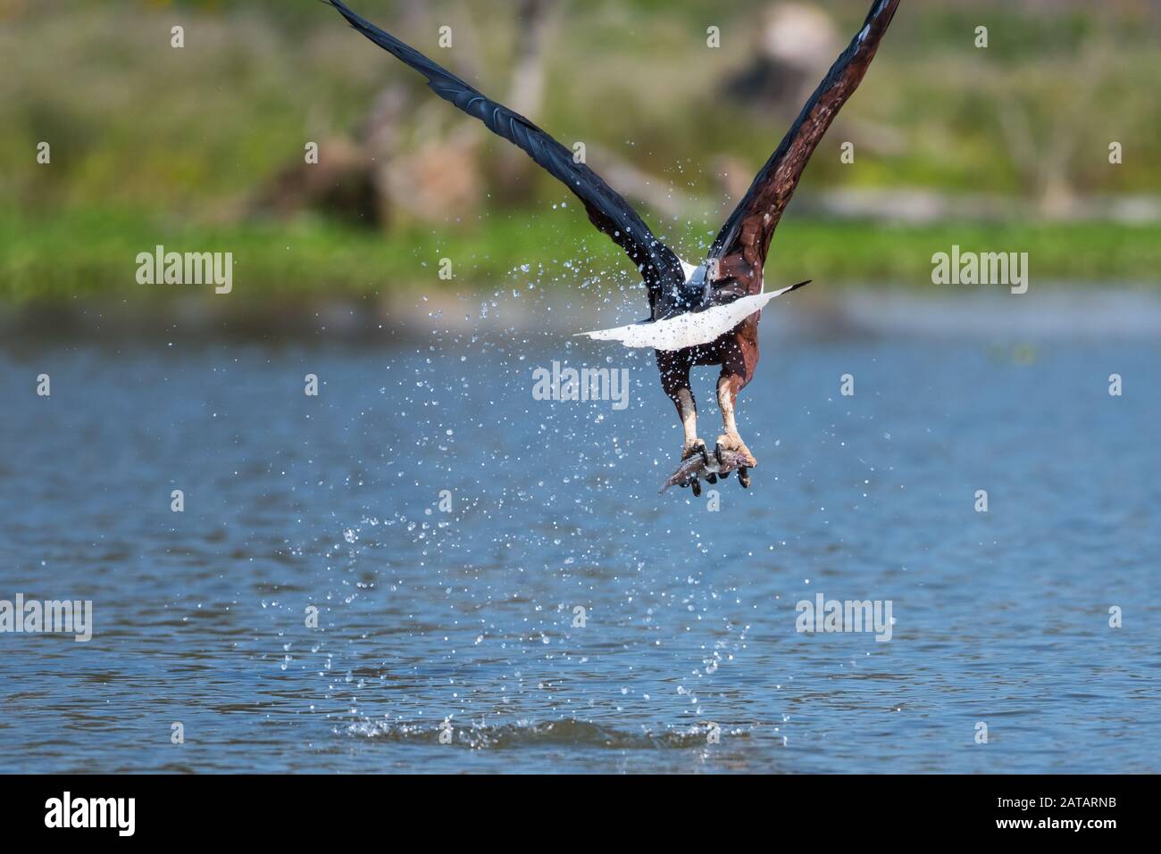 African Fish Eagle catching a fish, Naiwasha, Kenya Stock Photo - Alamy