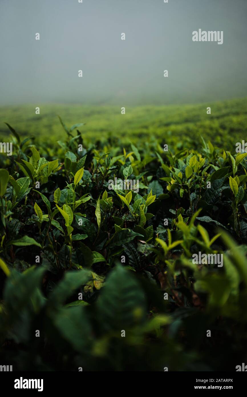 Lipton's seat tea plantation near Haputale, Sri Lanka Stock Photo - Alamy