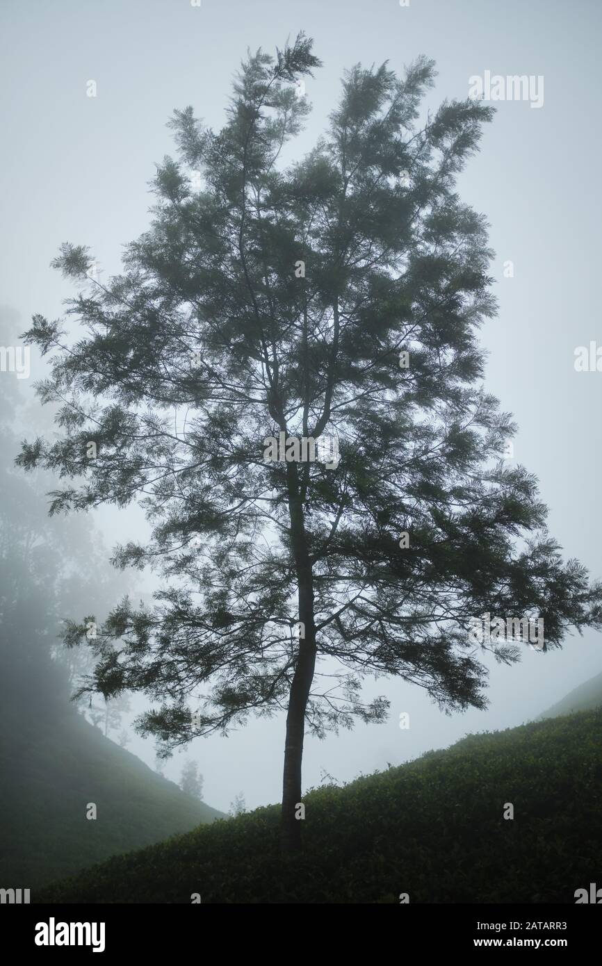 Eucalyptus plantation rainforest hi-res stock photography and images ...