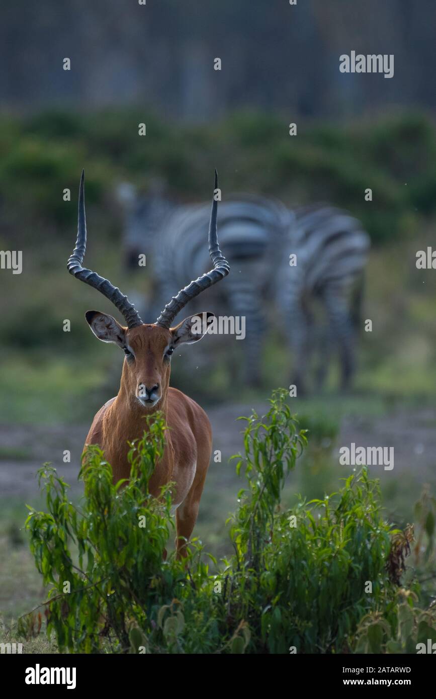 Masai mara sign hi-res stock photography and images - Alamy