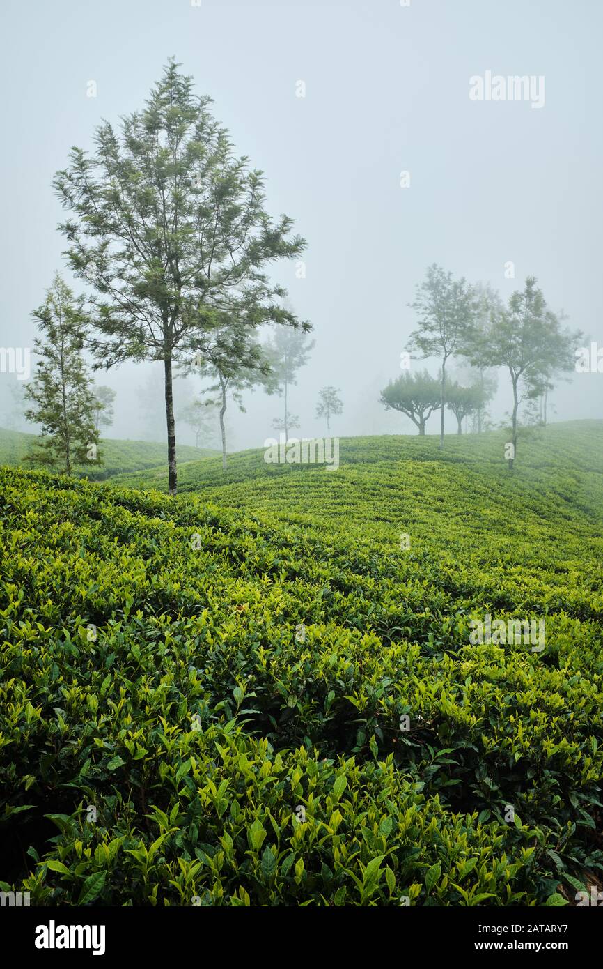 Eucalyptus plantation rainforest hi-res stock photography and images ...
