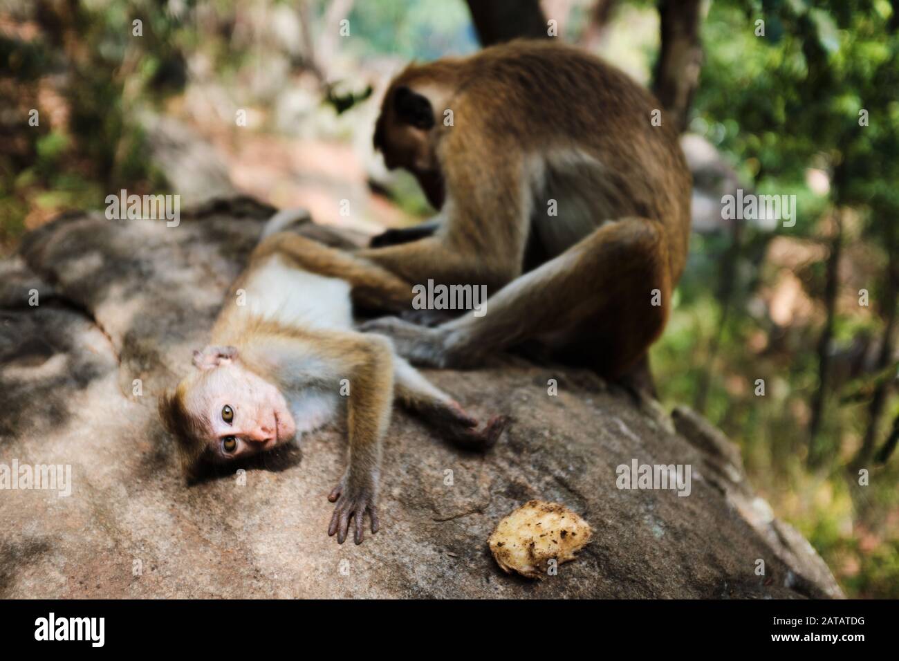 Monkeys grooming each other in Sri Lanka Stock Photo - Alamy