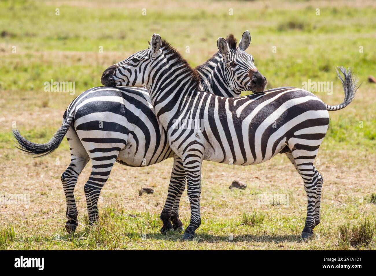 Wildlife zebra ostrich game hi-res stock photography and images - Alamy