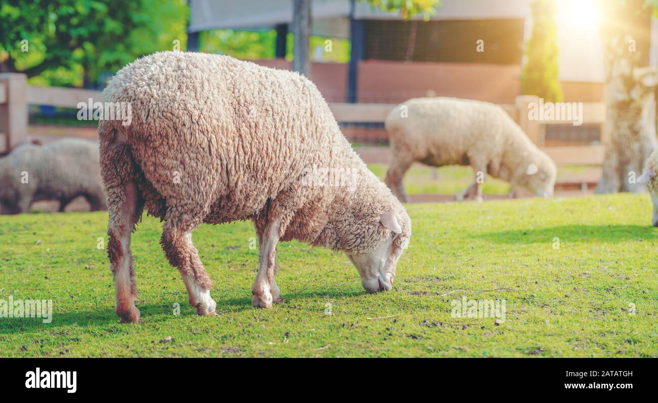 Perth and sheep farm and australia hi-res stock photography and images ...