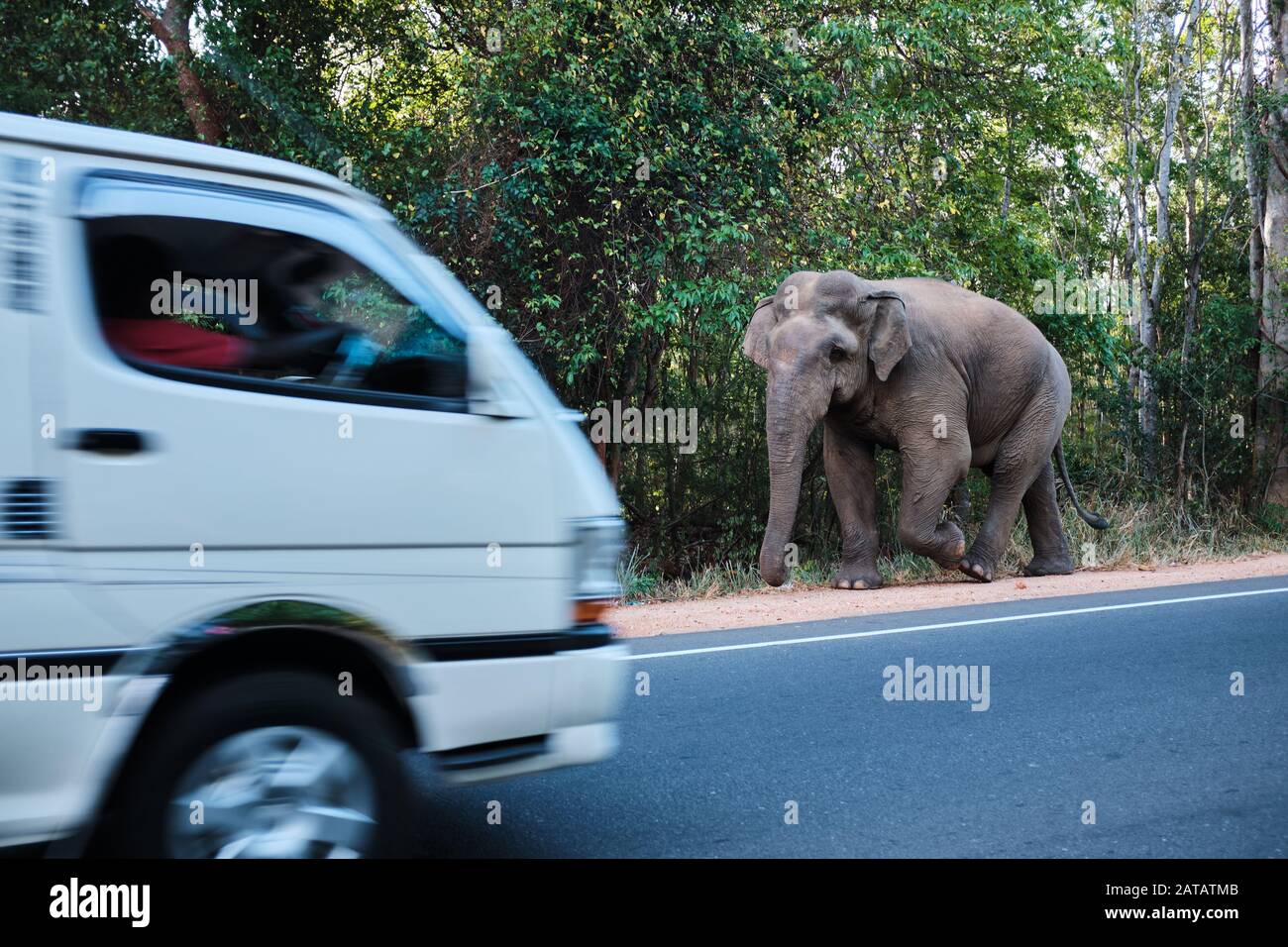 Big male elephant crossing a road while car passes by in Sri Lanka ...