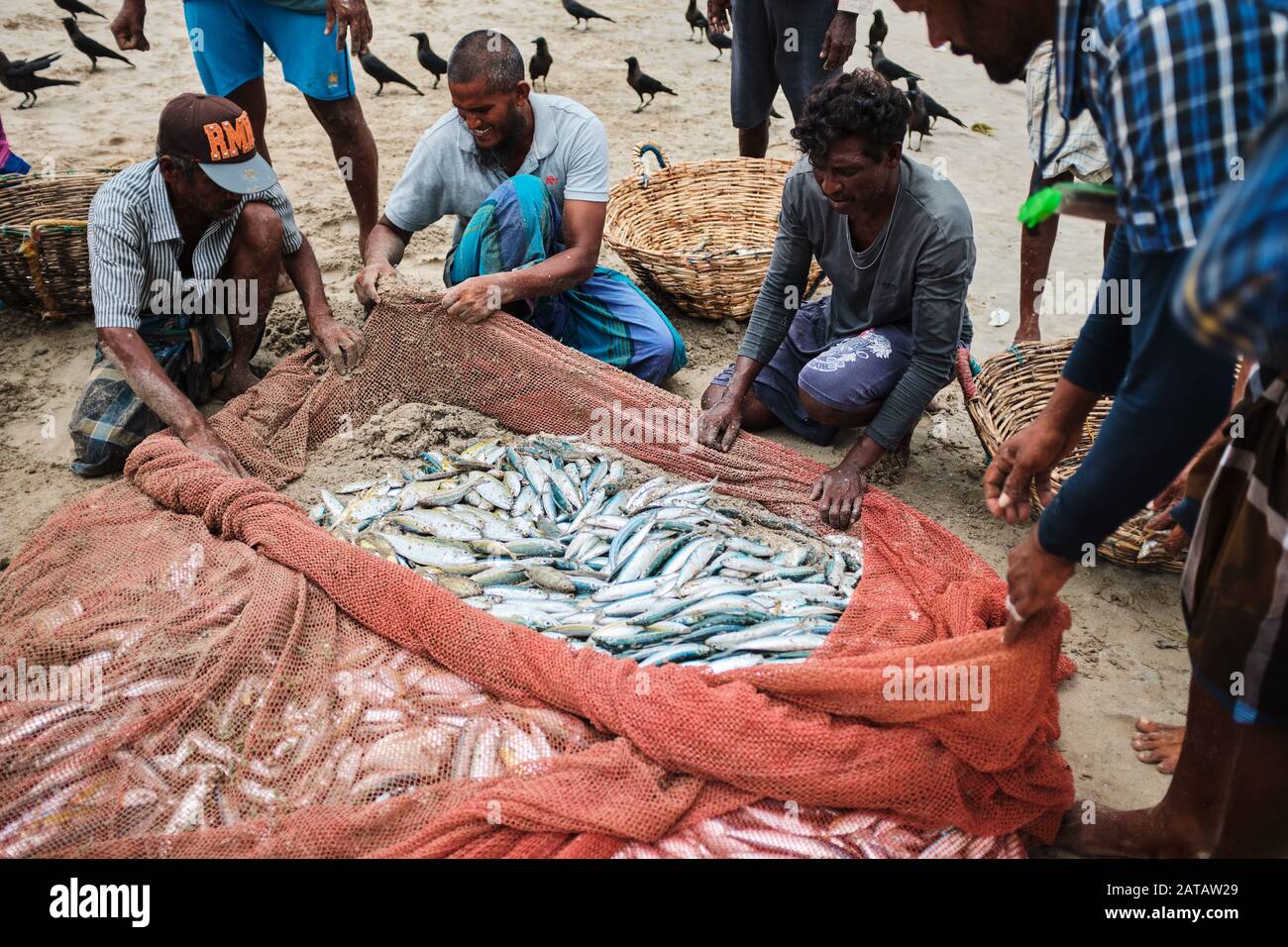 A group of Sri Lankan fishermen gathering fish from the nets on the ...