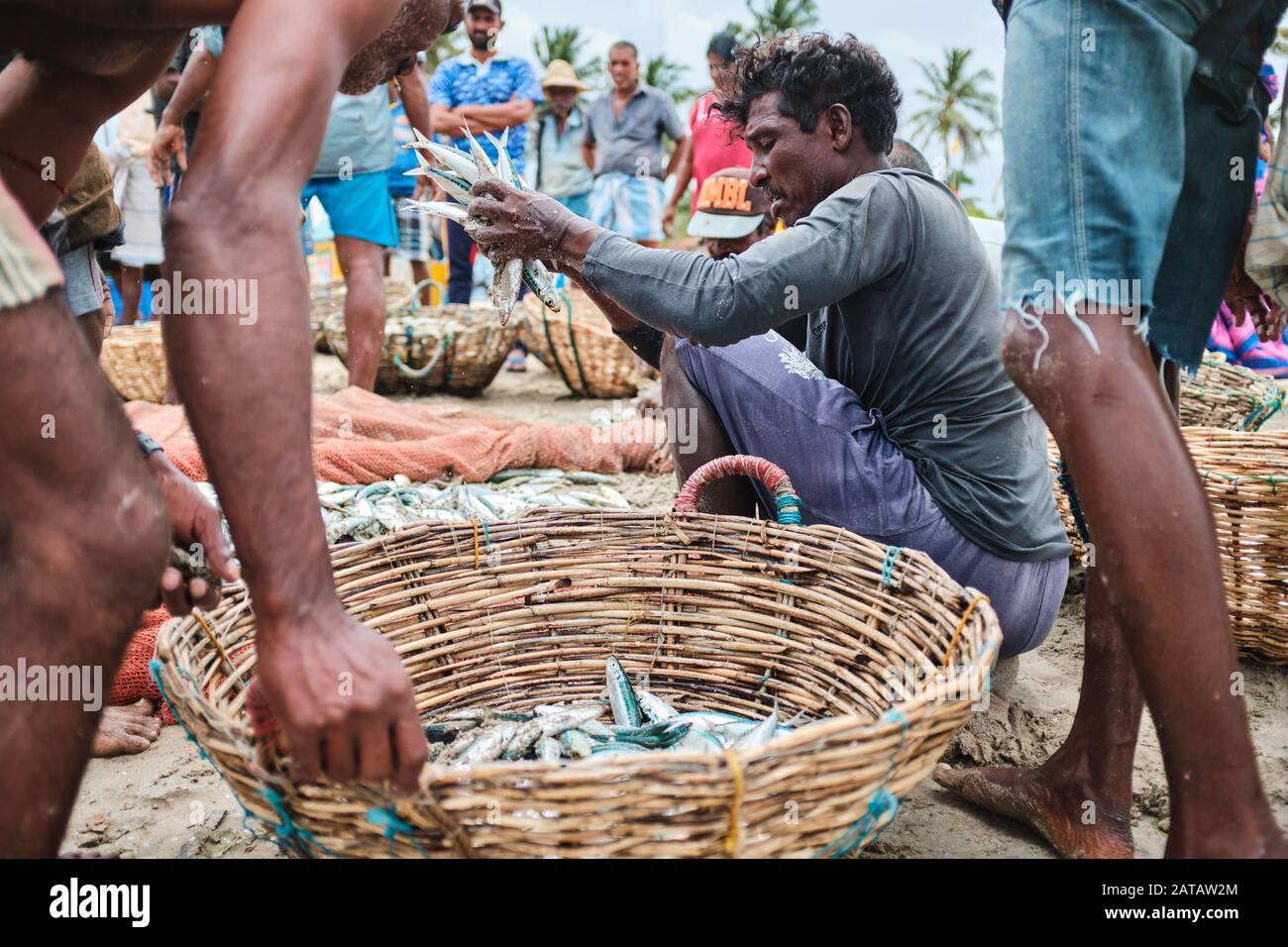 A group of Sri Lankan fishermen gathering fish from the nets on the ...