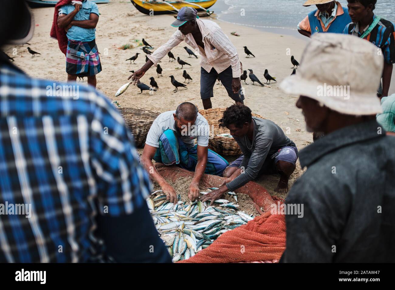 A group of Sri Lankan fishermen gathering fish from the nets on the ...