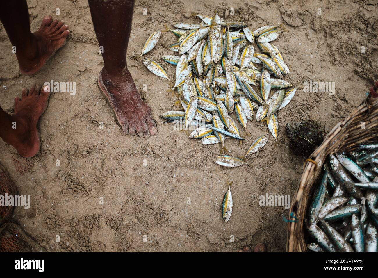 A group of Sri Lankan fishermen gathering fish from the nets on the ...