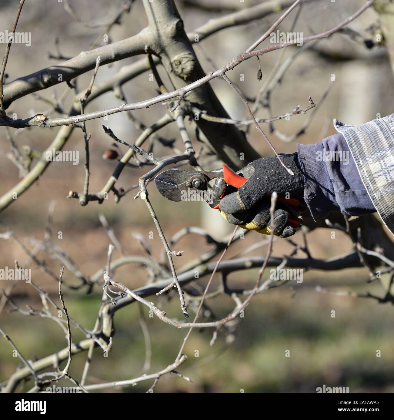 Prune winter fruit tree hi-res stock photography and images - Alamy