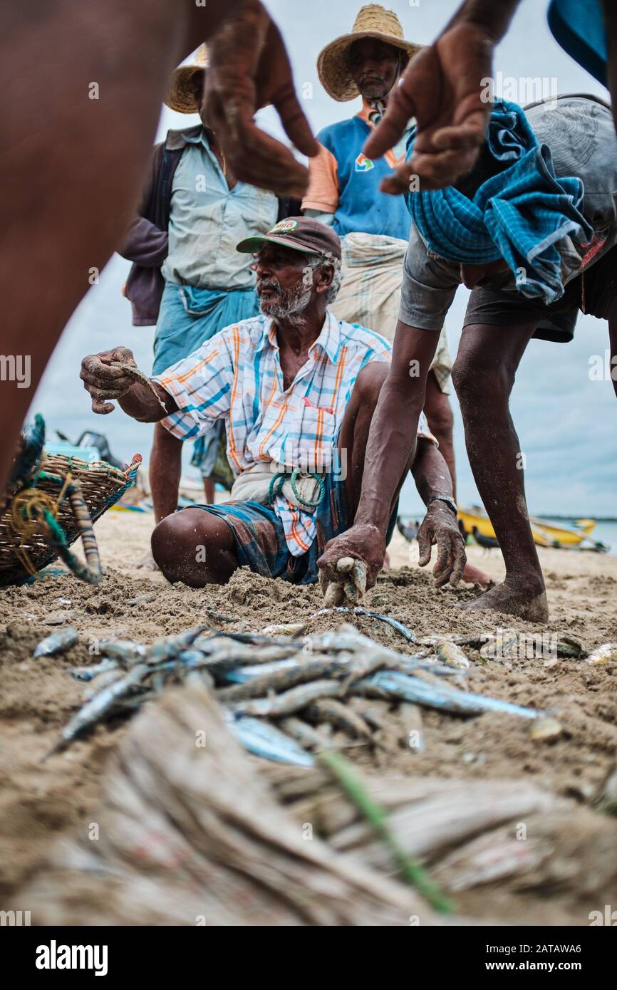 A group of Sri Lankan fishermen gathering fish from the nets on the ...