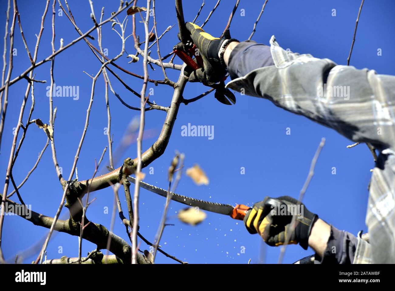 faremer pruning apple orchard in winter Stock Photo - Alamy