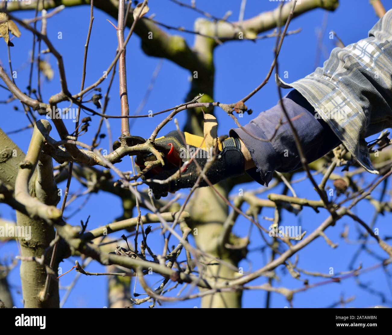 Prune orchard hi-res stock photography and images - Alamy