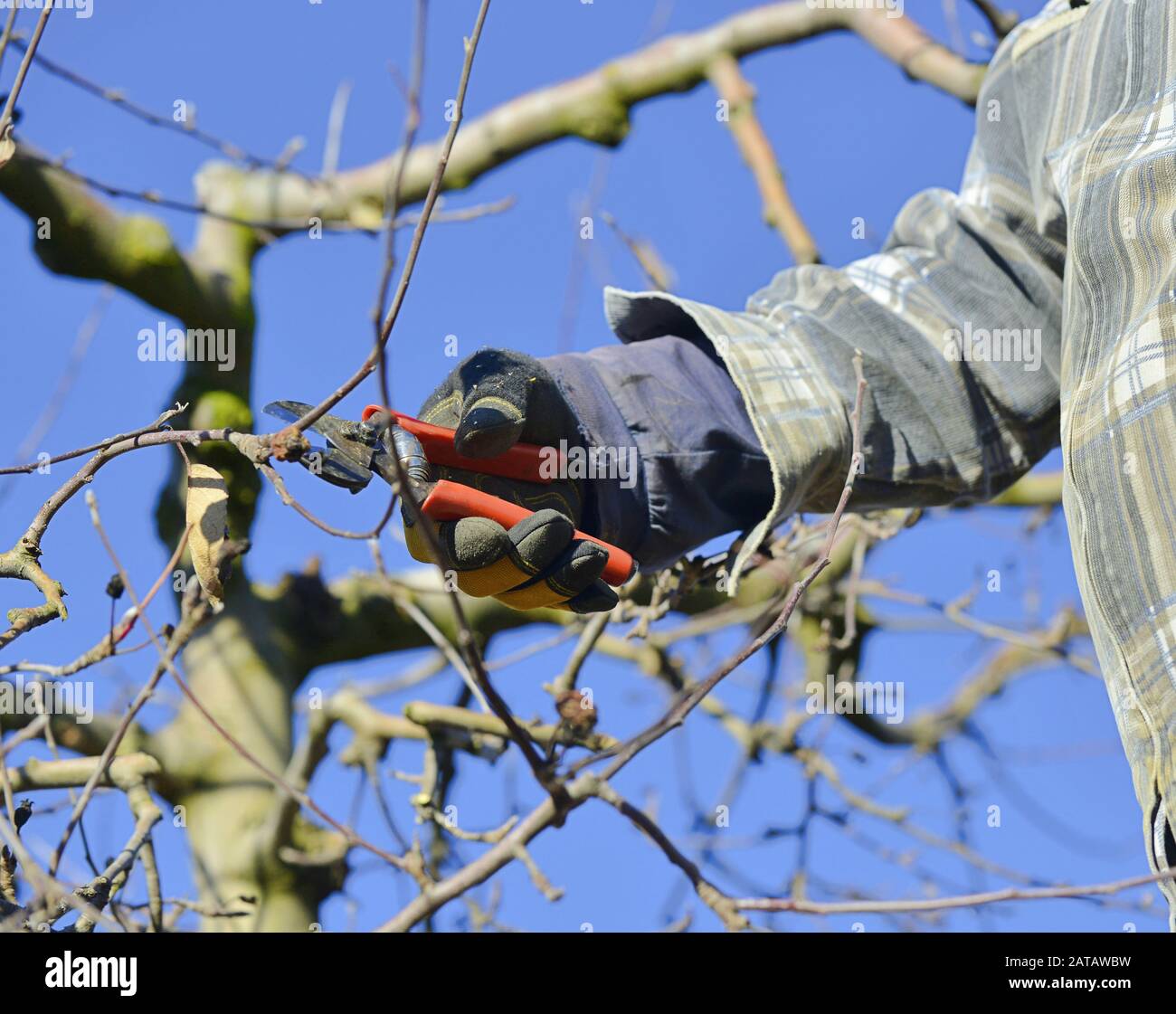 Pruning fruit garden february hi-res stock photography and images - Alamy