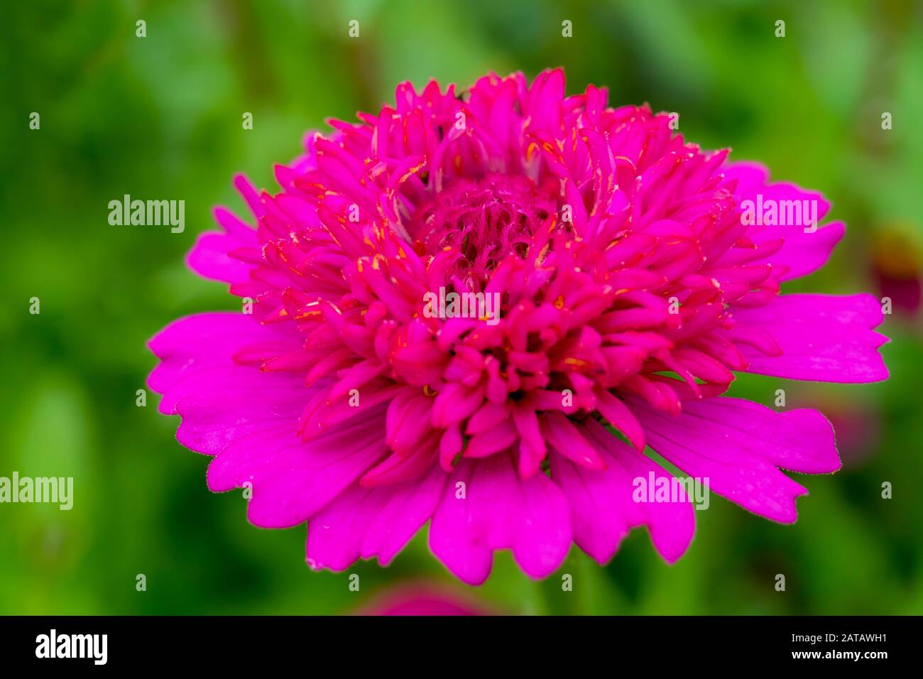 Zinnia elegans var zinderella hi-res stock photography and images - Alamy