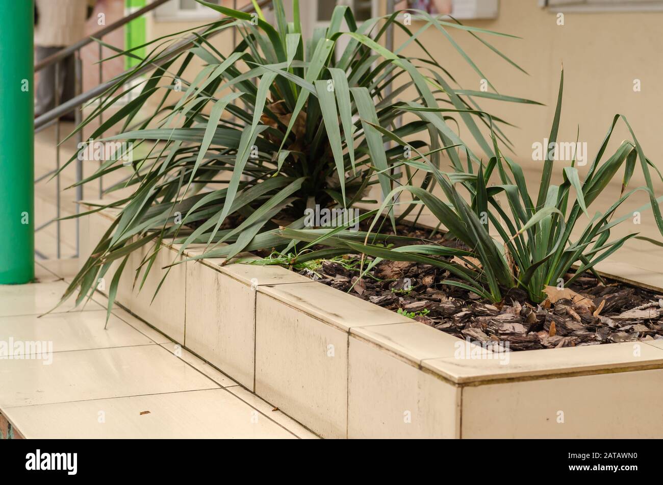 Yuka garden or yuka filamentous (Yucca filamentosa). Two bushes of ...