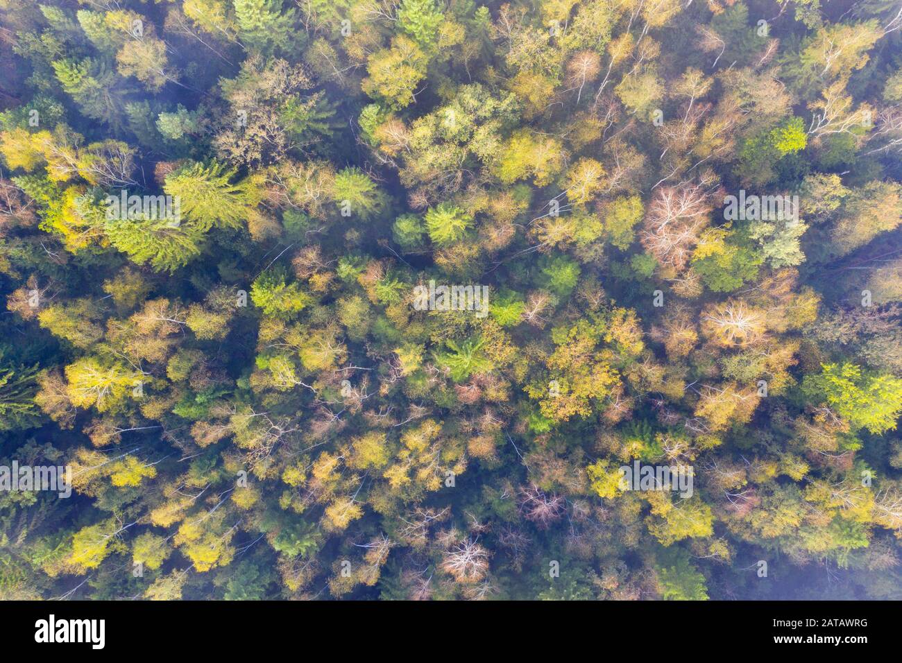 Autumnal mixed forest with birches and spruces from above hi-res stock ...