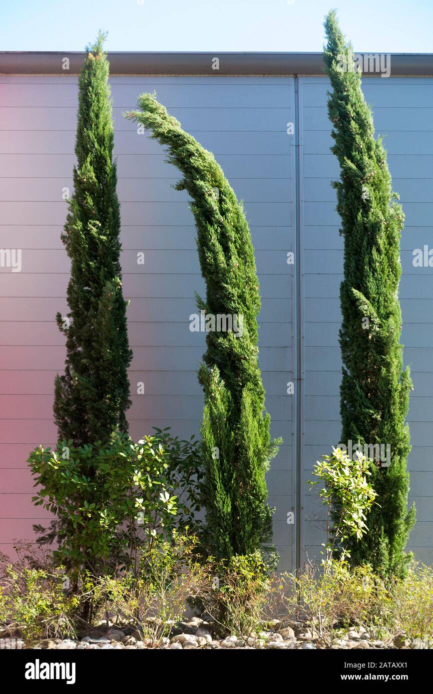 A row of three pine or third trees where one is bending at an angle ...