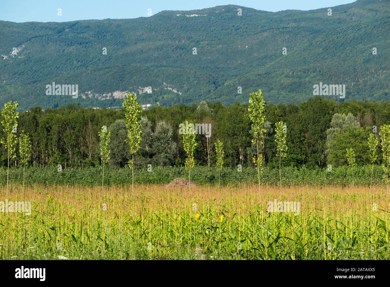 Tree saplings – perhaps young Poplar trees – planted in a French field ...
