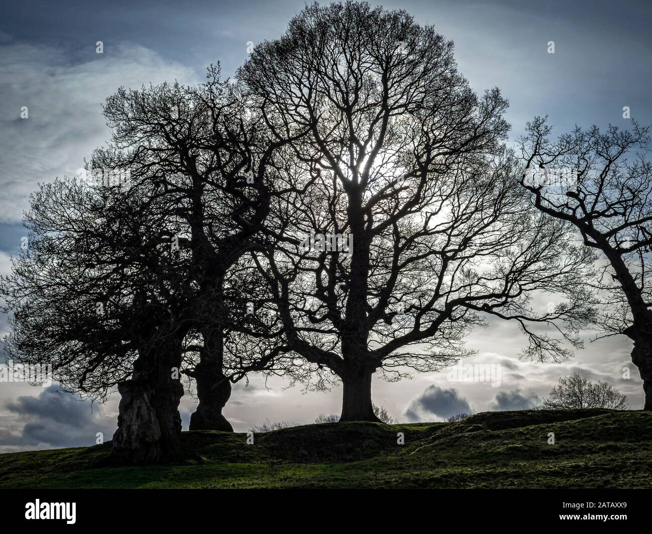 Back lit trees in silhouette with bare winter branches in the park at ...