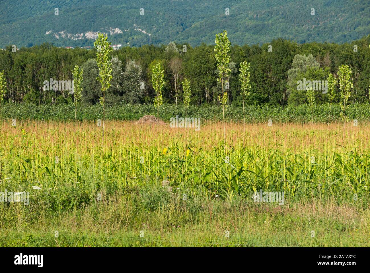Tree saplings – perhaps young Poplar trees – planted in a French field ...