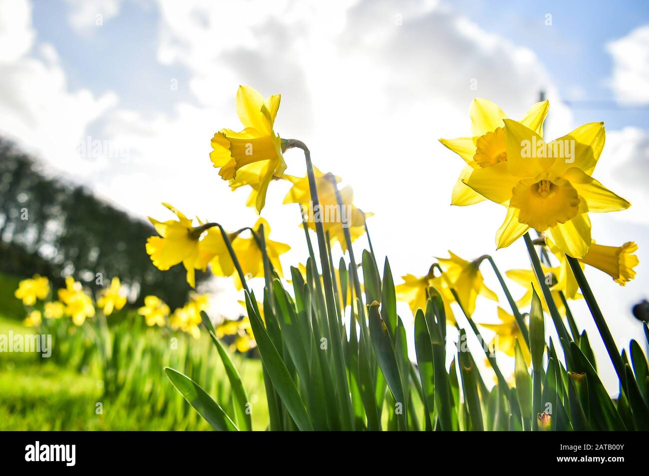 Full bloom tenby hi-res stock photography and images - Alamy
