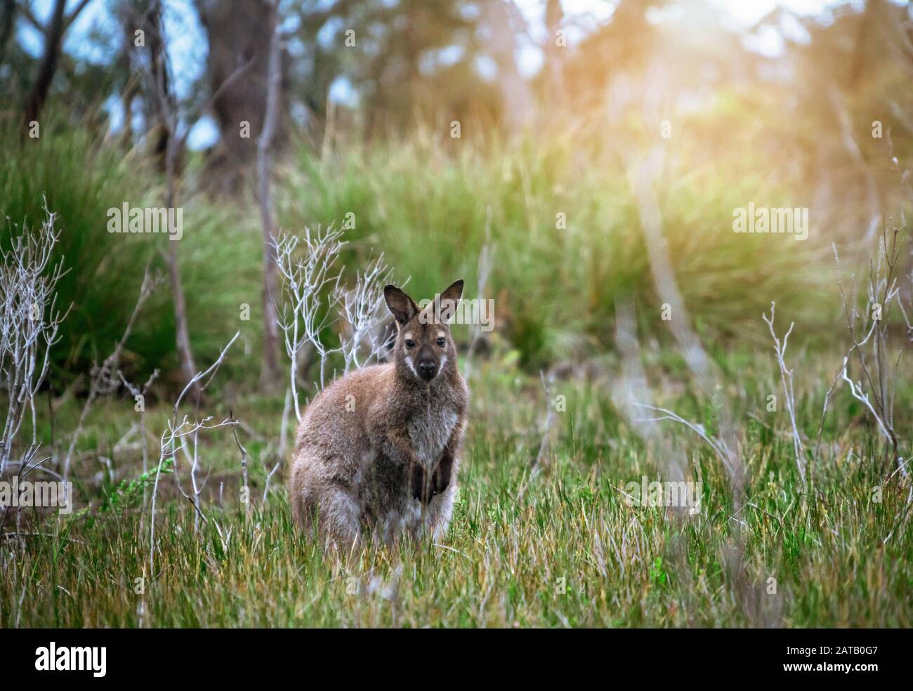 Australian wallabie hi-res stock photography and images - Alamy
