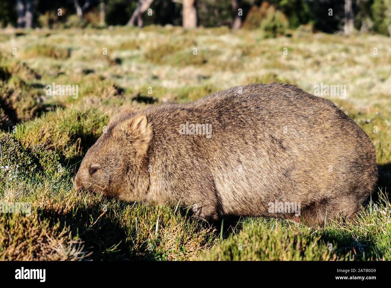 Wombat eating hi-res stock photography and images - Alamy