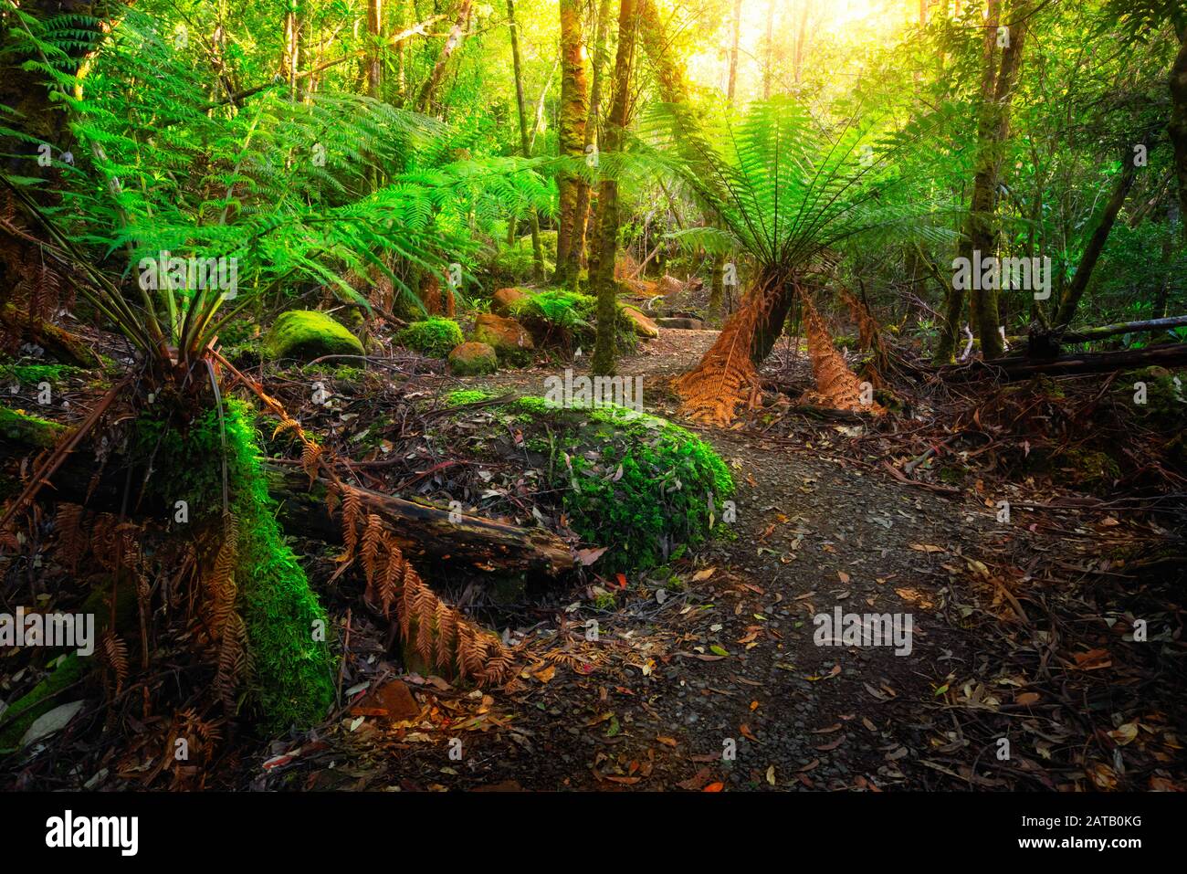 Tasmanian Jungle High Resolution Stock Photography and Images - Alamy