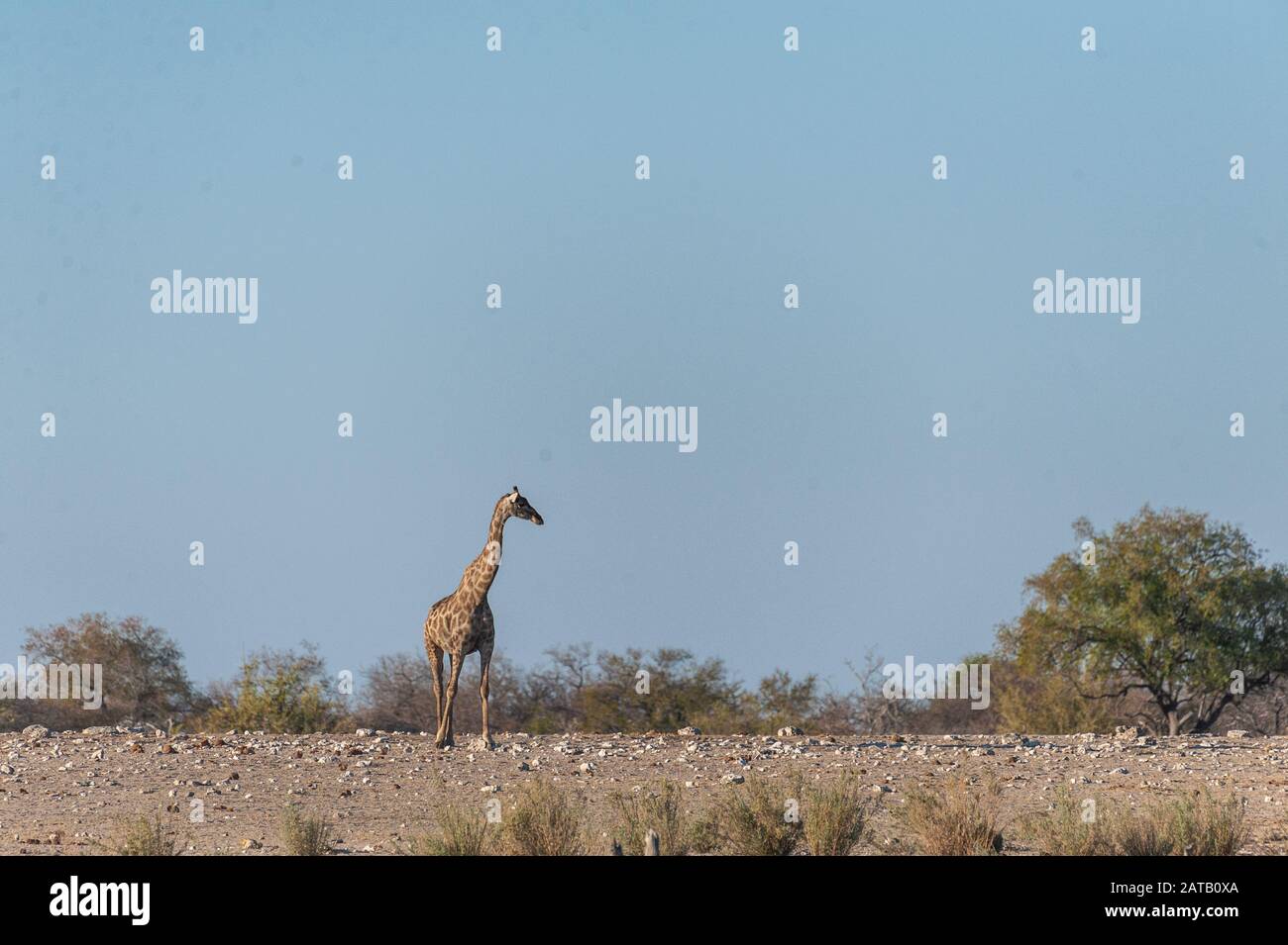 An Angolan Giraffe - Giraffa giraffa angolensis- Walking on the plains ...