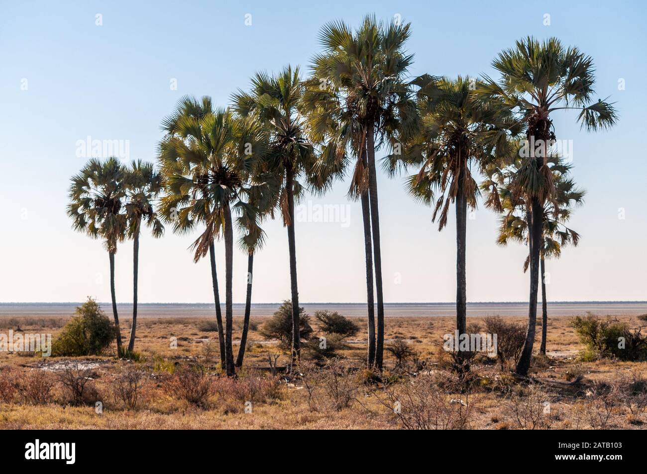 A group of Palm Trees in Etosha national Park, Namibia Stock Photo - Alamy