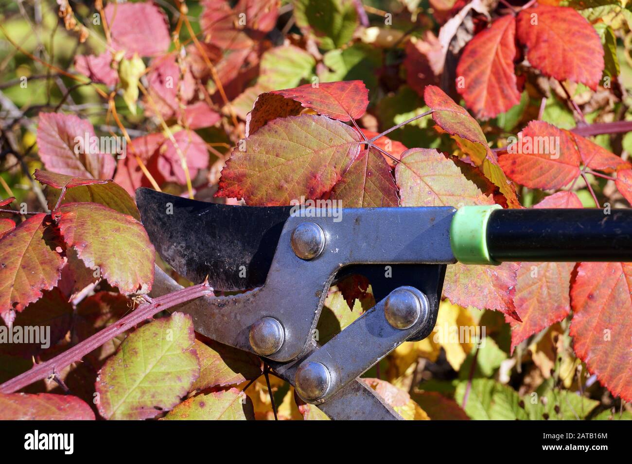 Autumn garden cleaning. Pruning overgrown branches of blackberry Stock ...