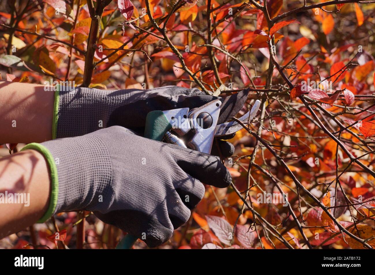 Cutting blueberry branches, forming a bush. Autumn garden cleaning ...