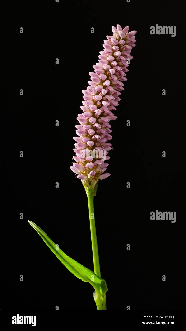 two slugs meet on a wooden branch, nature and animals, couple of ...