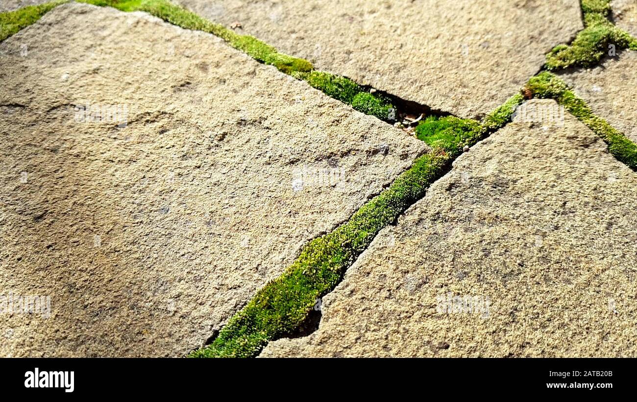 Old floor of wild stone with green moss in the seams closeup Stock ...
