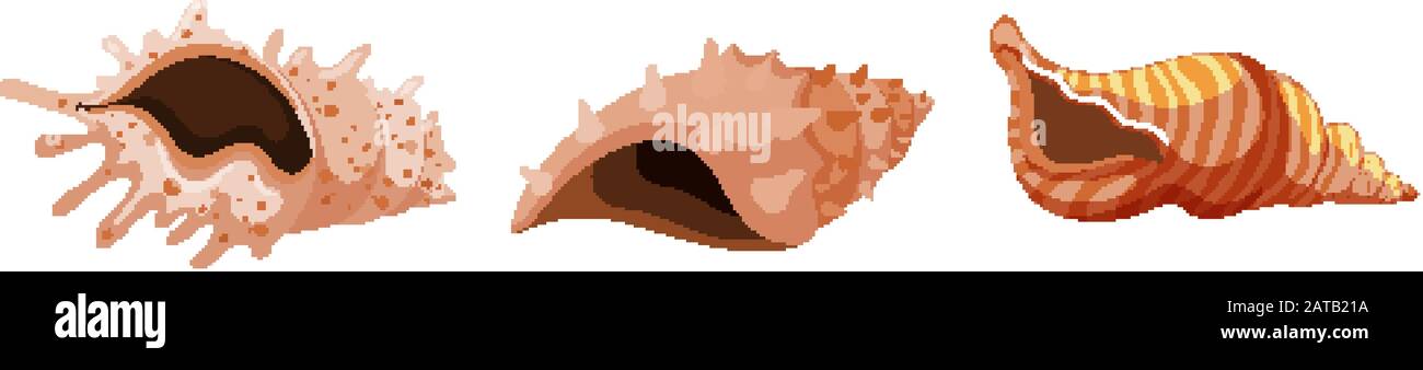 Set of isolated set of sea shells illustration Stock Vector Image & Art ...