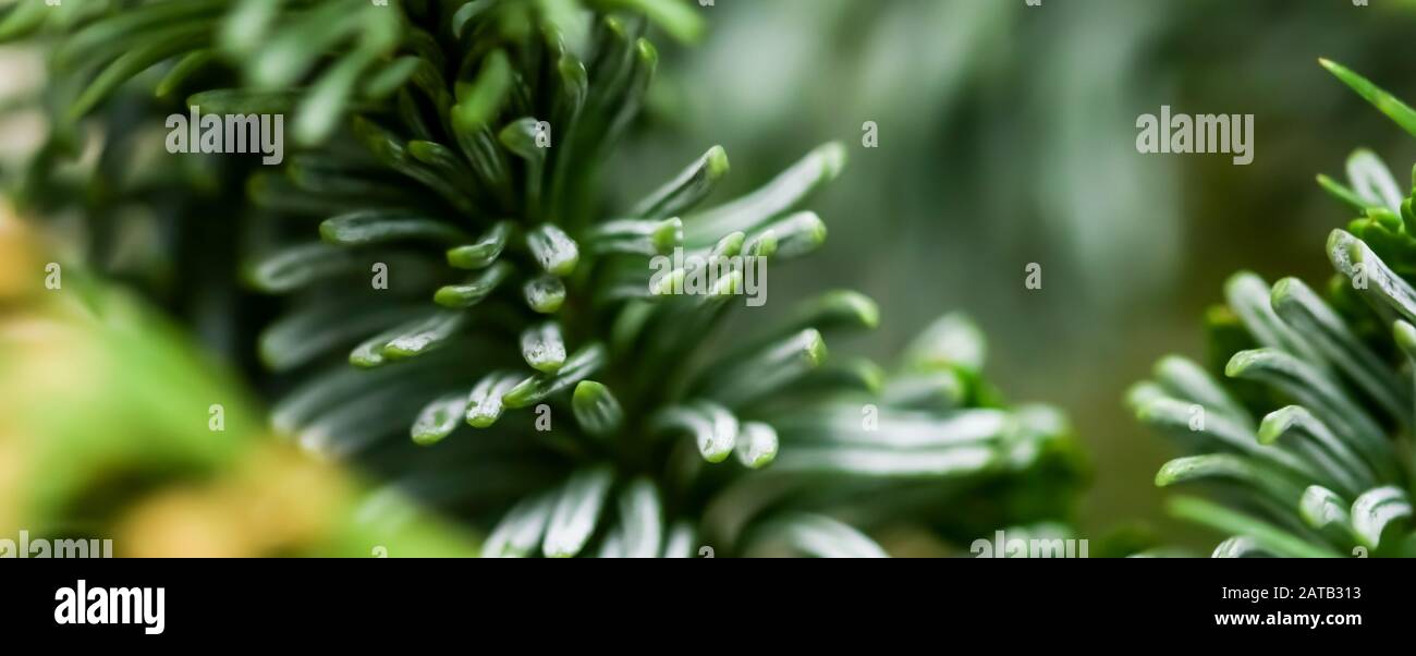 Garden, Christmas and card concept - Evergreen spruce trees as nature ...
