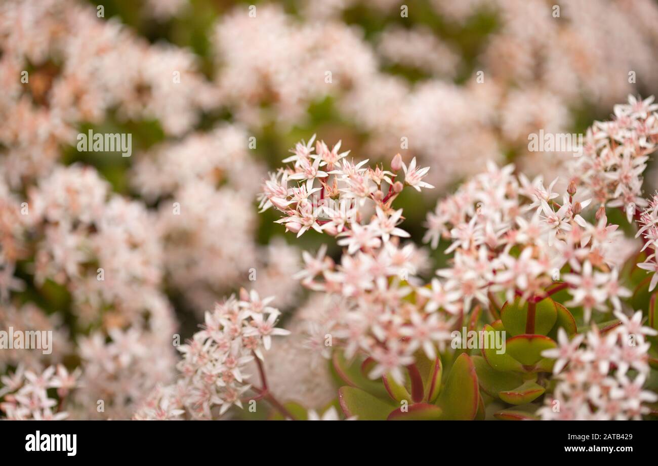 flowering Crassula ovata, money tree, natural floral background Stock ...