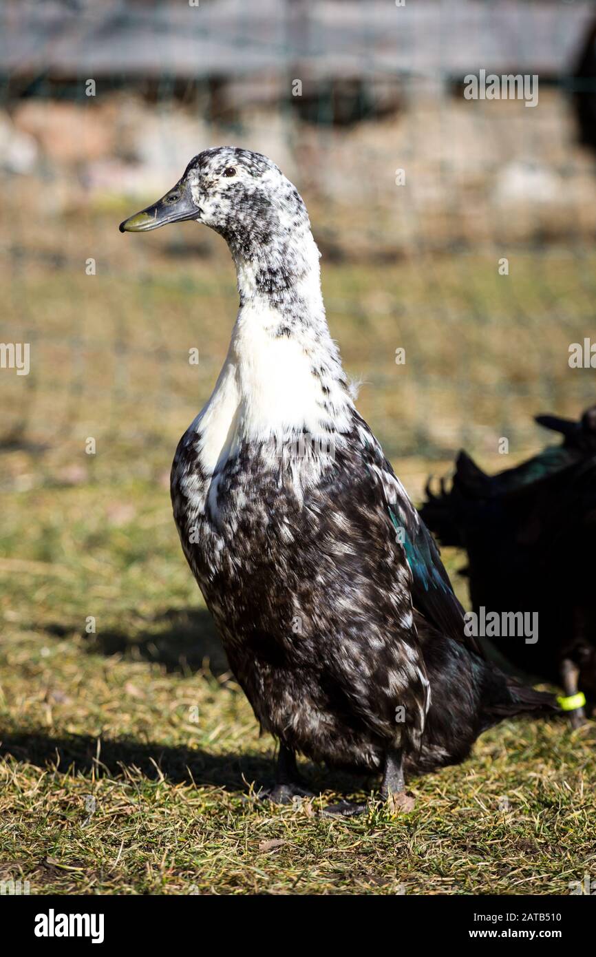 Free range duck Stock Photo - Alamy
